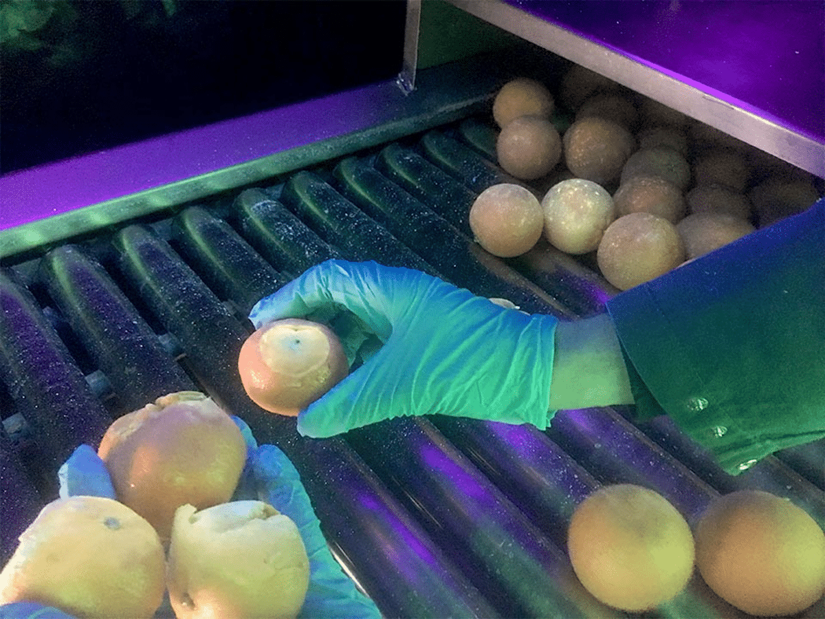 Enhancing Citrus Fruit Quality Control with UV-A Inspection Lamps ...